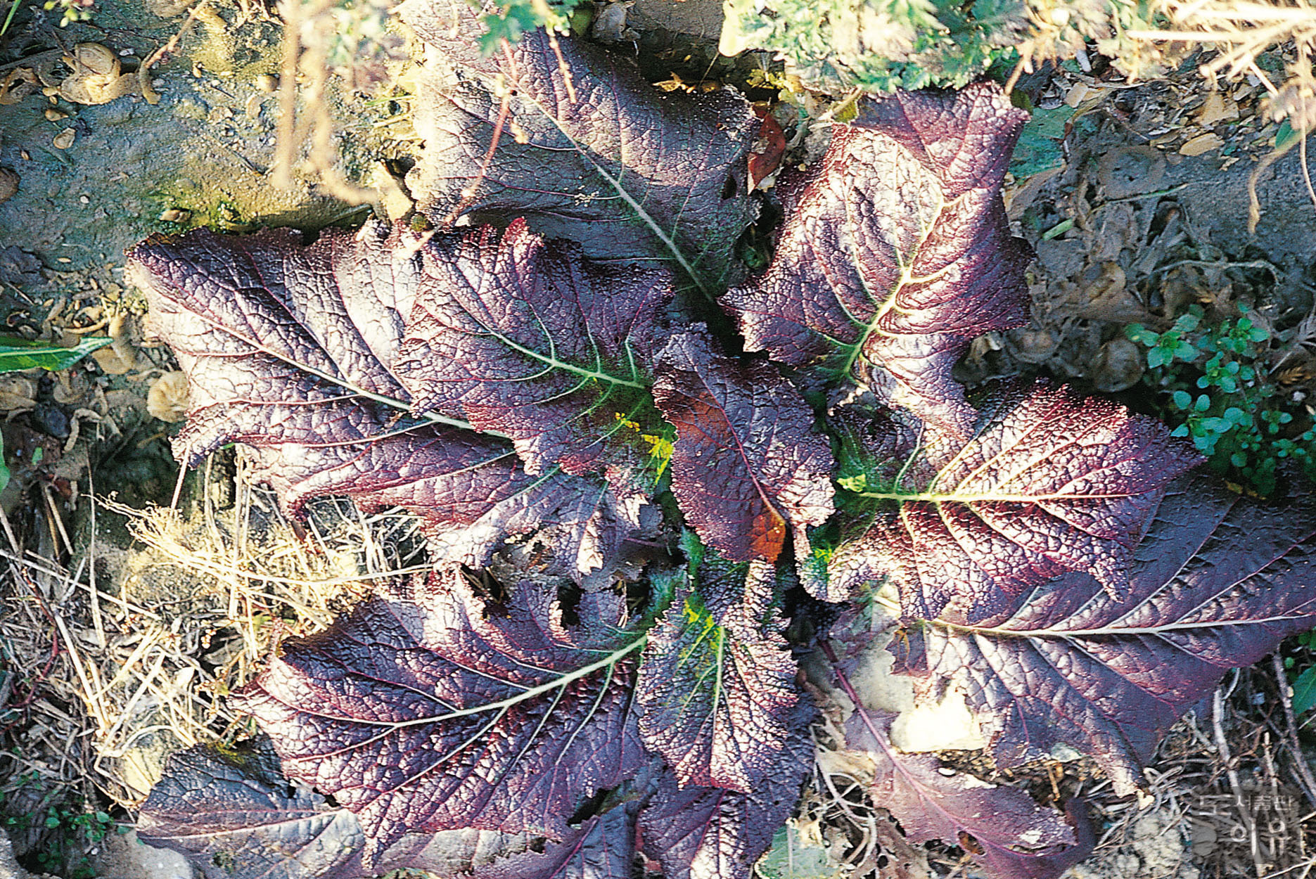 BRIS 생명자원정보서비스